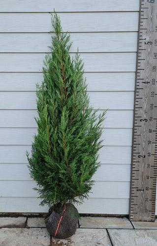 Leylandii Root Balls. Leyland Cypress Root Balls for Hedging