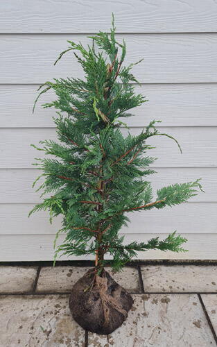 Leylandii Root Balls. Leyland Cypress Root Balls for Hedging