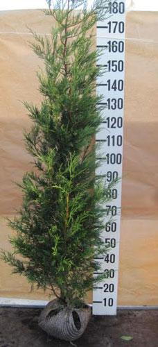 Leylandii Root Balls. Leyland Cypress Root Balls for Hedging