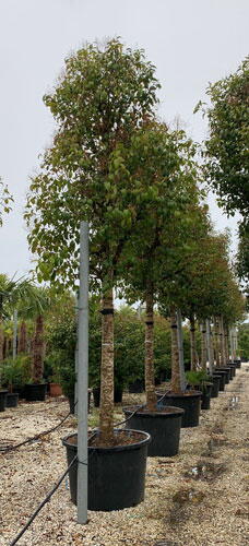 Ligustrum Japonicum. Evergreen Privet. Evergreen Screening Trees