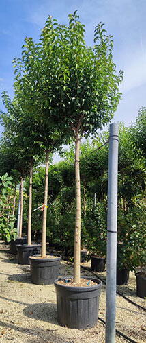 Japanese Ligustrum Tree