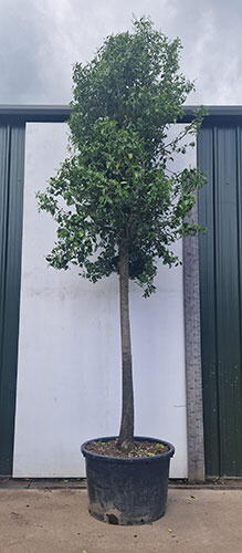Ligustrum Japonicum. Evergreen Privet. Evergreen Screening Trees