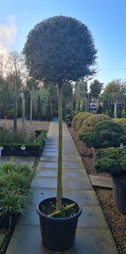 Topiary Lollipop Privet Online. Topiary Ligustrum Jonandrum UK