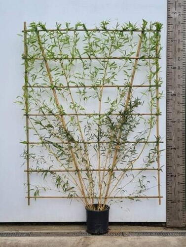 Living Bamboo Screens. Bamboo Screening for Instant Privacy