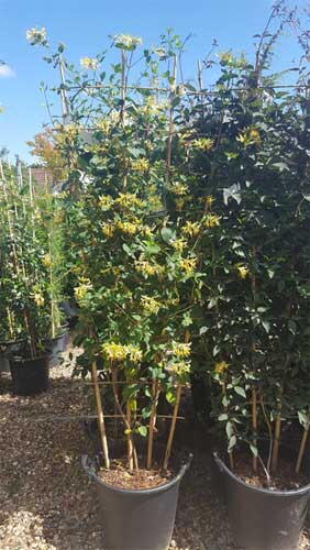 Honeysuckle Graham Thomas. Lonicera Periclymenum Buy Online UK