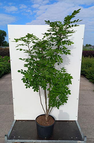 Maackia Amurensis Chinese Yellow Wood Tree Amur Maackia