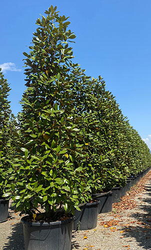 Magnolia Grandiflora. Bull Bay Tree Large Evergreen Trees UK