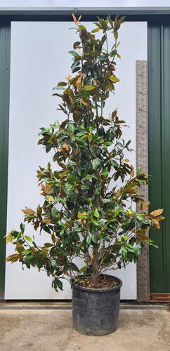 Magnolia Grandiflora. Bull Bay Tree Large Evergreen Trees UK