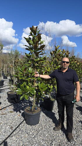 Magnolia Grandiflora. Bull Bay Tree Large Evergreen Trees UK