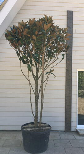 Magnolia Grandiflora. Bull Bay Tree. Large Evergreen Trees UK