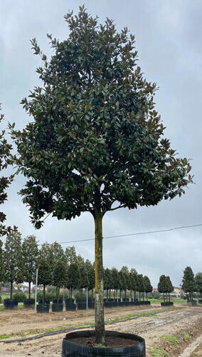 Magnolia Grandiflora Full Standard Trees For Sale Online UK