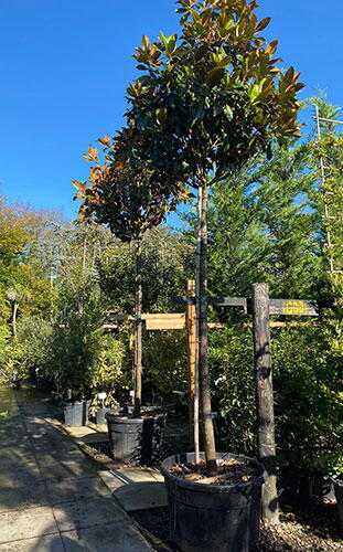 Magnolia Grandiflora Full Standard Trees For Sale Online UK