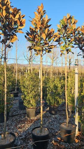 Magnolia Grandiflora Full Standard Trees For Sale Online UK