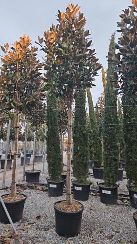 Magnolia Grandiflora Full Standard Trees For Sale Online UK