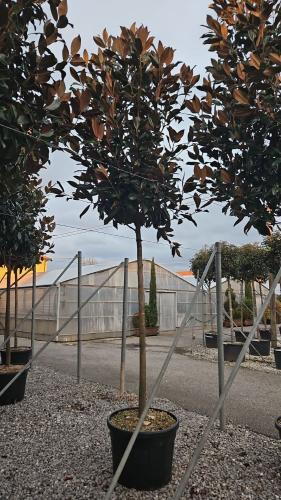 Magnolia Grandiflora Full Standard Trees For Sale Online UK