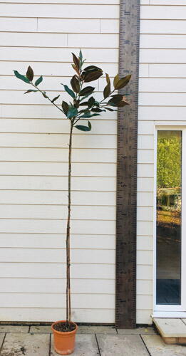 Magnolia Grandiflora Full Standard Trees For Sale Online UK