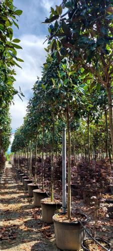 Magnolia Grandiflora Full Standard Trees For Sale Online UK