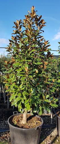 Magnolia Grandiflora Goliath Buy Online UK wide and Ireland