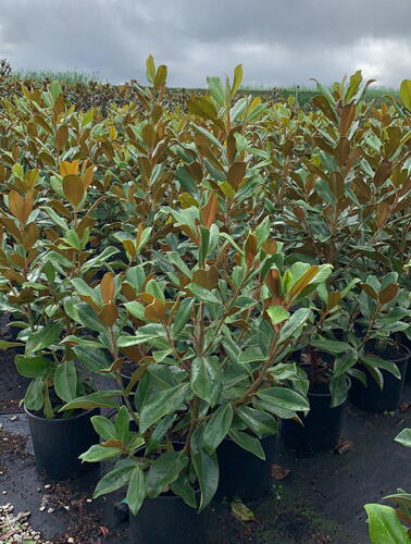Magnolia Grandiflora Goliath Buy Online UK wide and Ireland