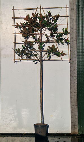Magnolia Grandiflora Pleached trees for sale online UK.