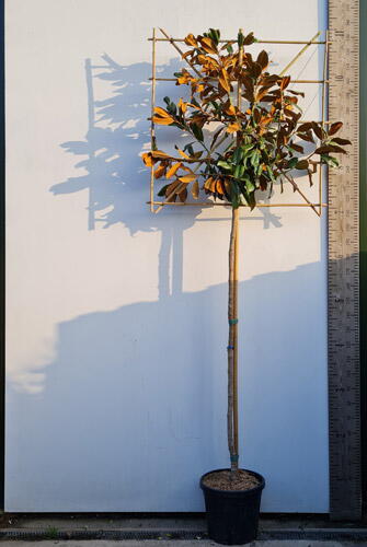 Magnolia Grandiflora Pleached trees for sale online UK.