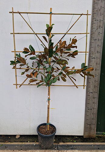 Magnolia Grandiflora Pleached trees for sale online UK.