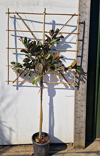 Magnolia Grandiflora Pleached trees for sale online UK.