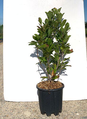 Magnolia Loebneri Leonard Messel. Magnolias Online, London UK