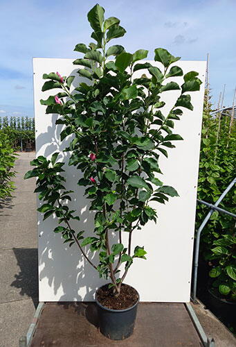 Magnolia Watermelon - Flowering Tree with Pale Pink Blooms