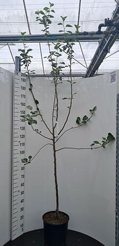 Malus Domestica Discovery Apple Trees. Mature Apple Trees UK
