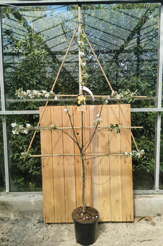 Malus domestica Egremont Russet Fan Trained Apple Tree