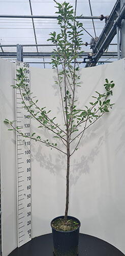 Malus Domestica Elstar Apple Trees for Sale Online