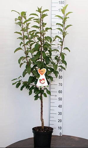 Malus Domestica Rode Boskoop Red Dessert Apple Tree