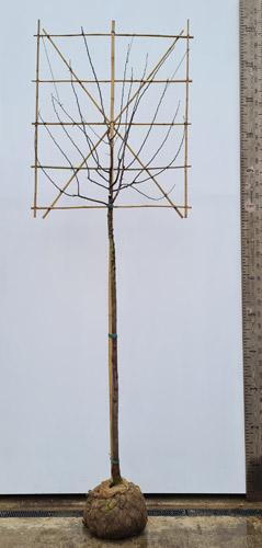 Malus Mokum Pleached Apple Tree. Pleached Fruit Trees Online