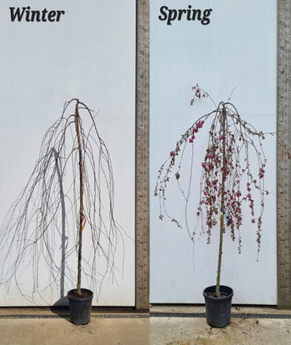 Malus Royal Beauty or Purple Weeping Crab Apple Tree