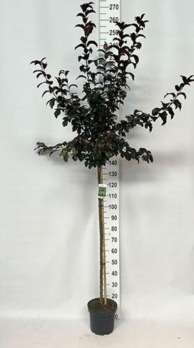 Malus Toringo Scarlett Crab Apple Scarlett for Sale Online