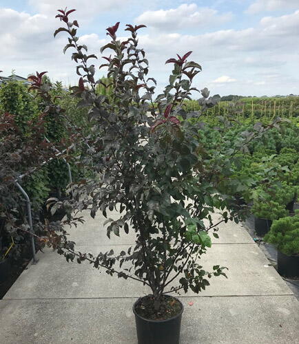 Malus Toringo Scarlett Crab Apple Scarlett for Sale Online