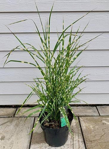Miscanthus Sinensis Strictus Porcupine Grass Strictus Online