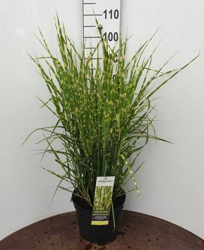 Miscanthus Sinensis Strictus Porcupine Grass Strictus Online