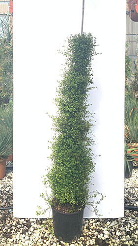 Muehlenbeckia Complexa. Australian Ivy. Maidenhair Vine