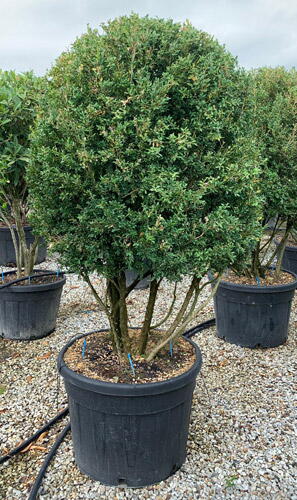 Multi Stem Boxwood. Buxus Sempervirens Multi Stem Topiary