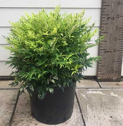 Nandina Domestica Magical Lemon Lime Heavenly Bamboo Shrub