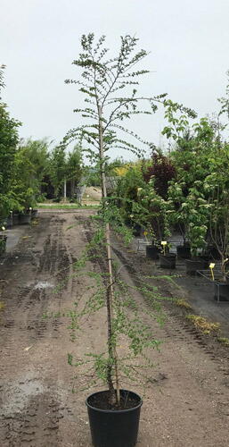 Nothofagus Antarctica Antarctic Beech Tree for Sale UK