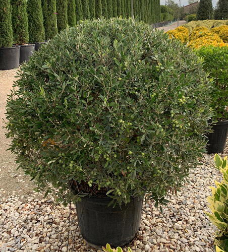 Olive Tree Shrubs for Sale Online UK - Paramount Plants UK