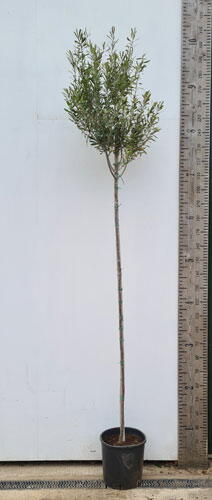 Olive Trees Full Standard Online. Olea Europea. Buy Olive UK