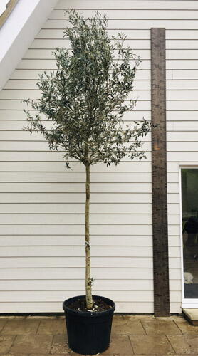 Olive Trees Full Standard Online. Olea Europea. Buy Olive UK