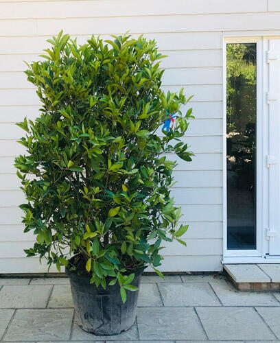 Osmanthus Fragrans. Sweet Olive. Evergreen Hedging Plants