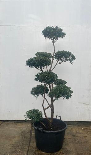 Osmanthus Heterophyllus Pom Pom False Holly Topiary Tree