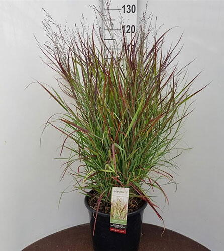 Panicum Virgatum Cheyenne Sky Switch Grass Cheyenne Sky