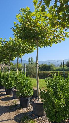 Parasol Trees for Sale. Roof Form Trees. Roof Shape Trees